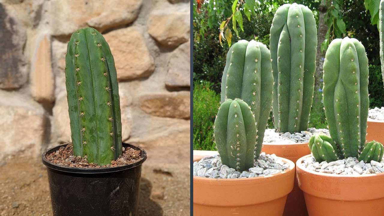 Cactus San Pedro es nuestro cactus del día, (Guía Completa para su ...