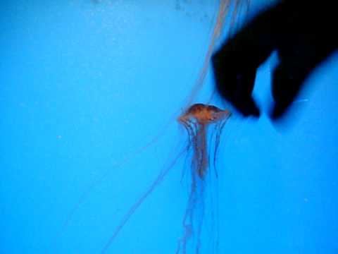 Sign for Jellyfish - YouTube