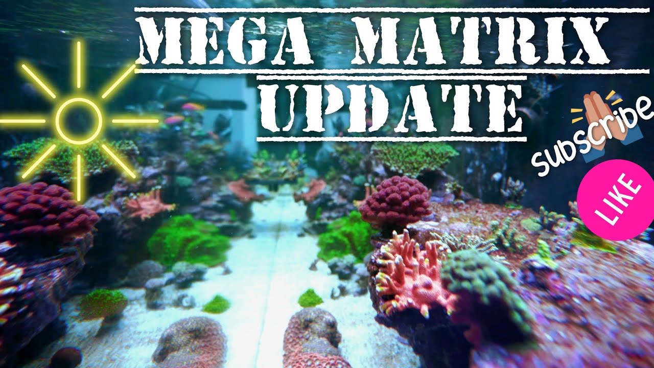 Reefing 79: Planet Aquariums Mega Matrix Vlog Update - 310 Gallon Reef ...