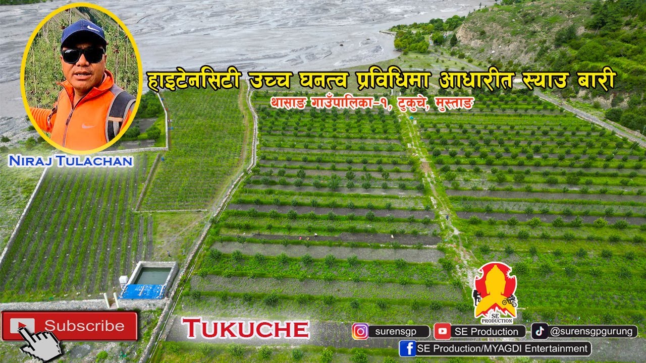 Apple Farming in Nepal || उच्च घनत्व प्रविधिमा आधारीत स्याउ बारी ...