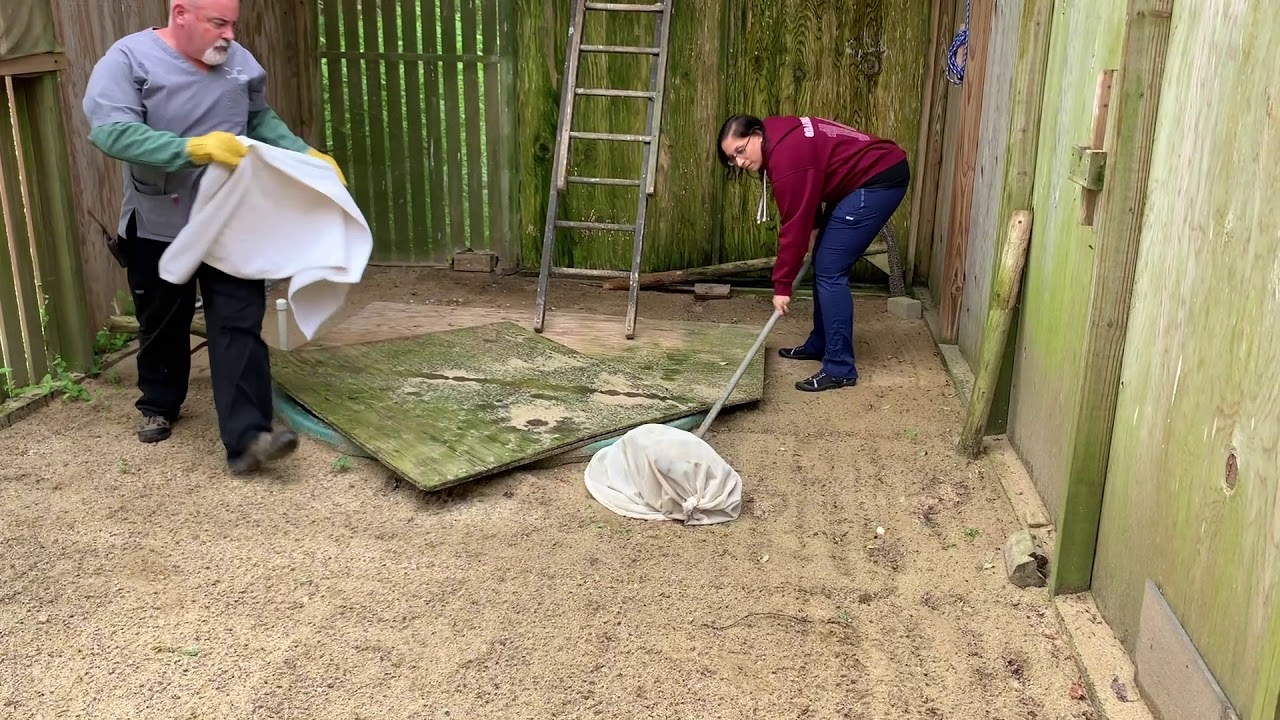 Raptor capture techniques - YouTube