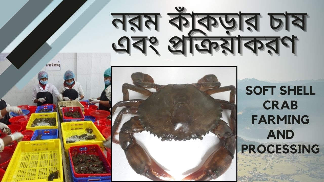 সফ্টশেল কাঁকড়ার চাষ। Mud Crab । Soft Shell Crab Farming । Crab Processing. - YouTube