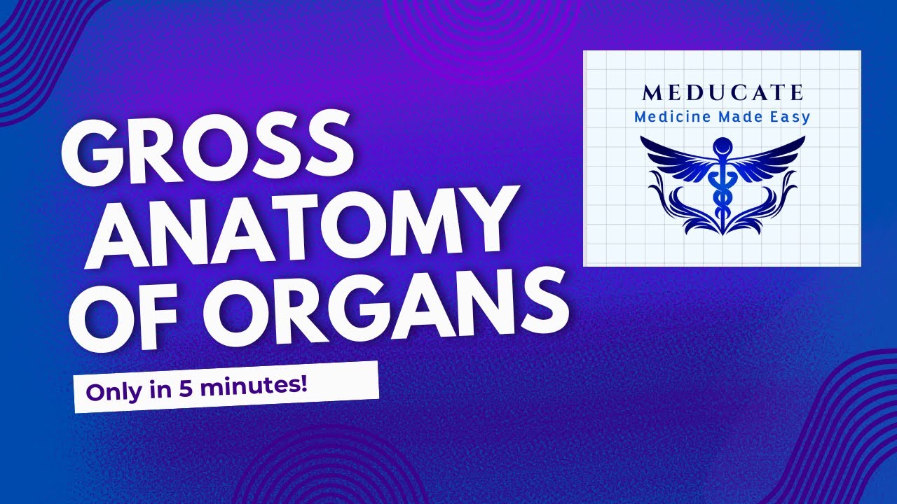 Exploring the Human Body: Gross Anatomy of Organs - YouTube