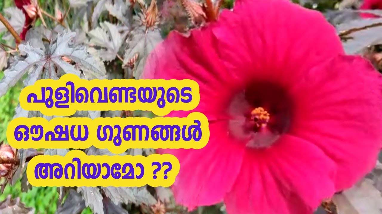 പുളി വെണ്ട അടുക്കളത്തോട്ടത്തിൽ നടാം Puli Venda || Roselle Health ...