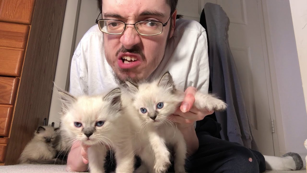 KITTENS 🐱 - Ricky Berwick - YouTube