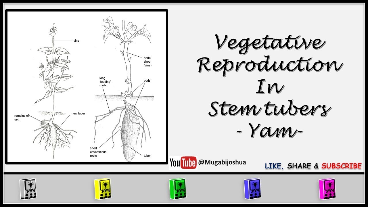 Vegetative Reproduction Stem Tuber Yam - YouTube
