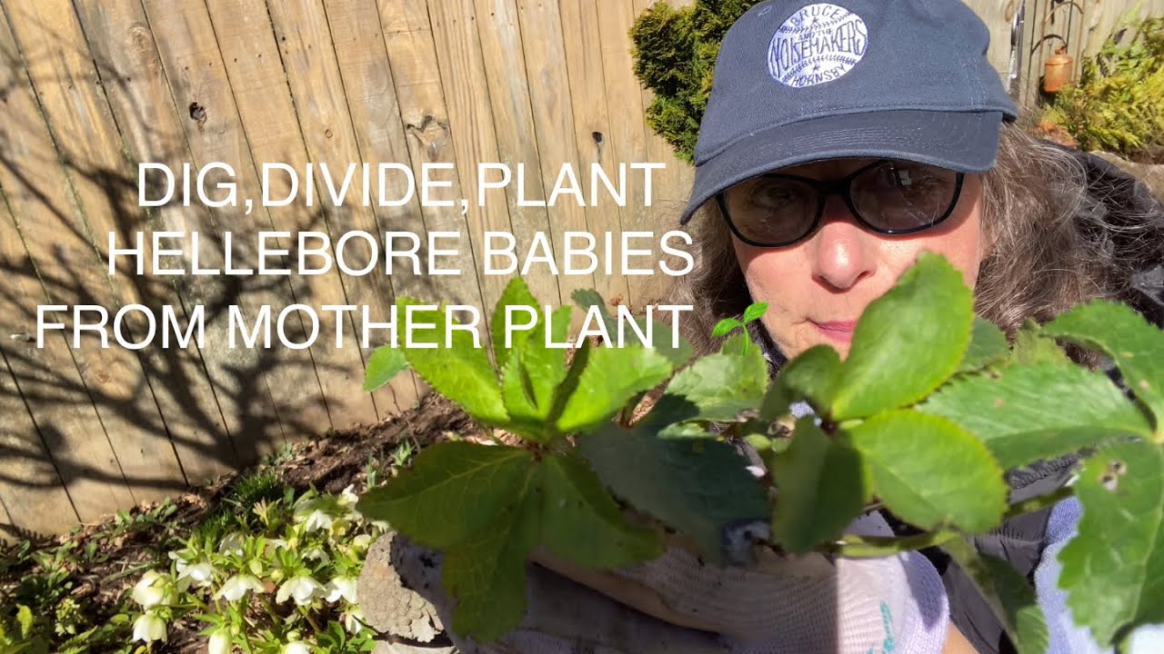 DIG, DIVIDE AND PLANT HELLEBORE BABIES FROM MOTHER PLANT (thanks Jim ...