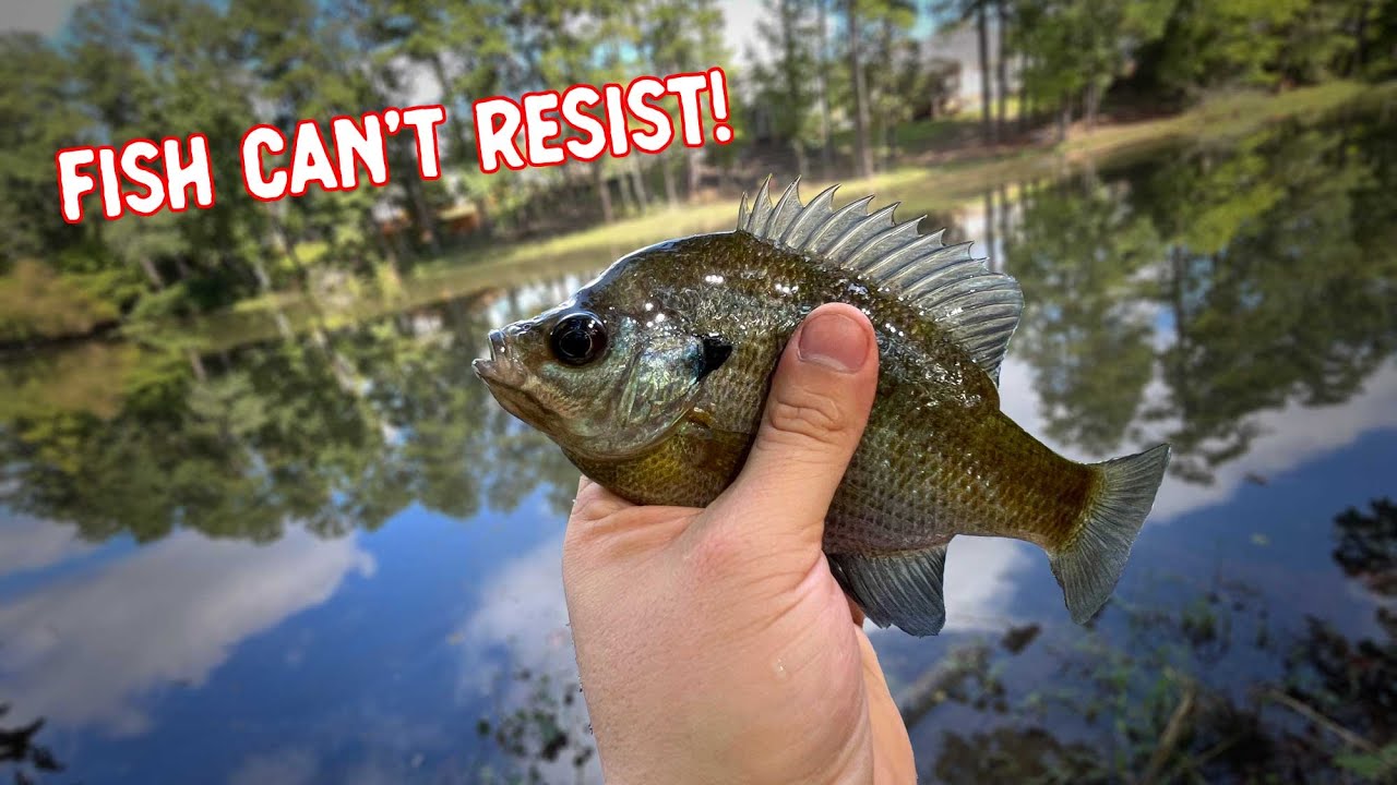 FUN WAY To CATCH PANFISH! - YouTube