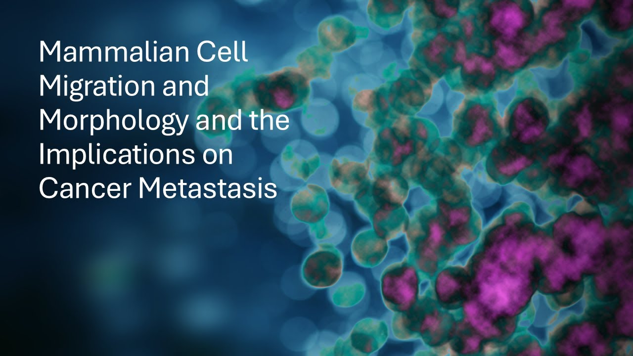 Mammalian Cell Migration and Morphology and the Implications on Cancer ...