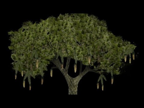 Analog horror- Have you seen this Tree ? [Minecraft Lepidodendron tree🚨] 🌴 - YouTube