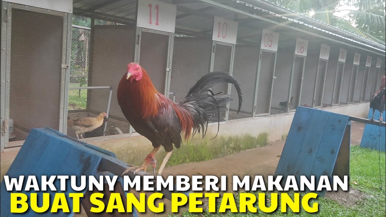 WAKTUNYA MEMBERIKAN MAKANAN BUAT SANG PETARUNG || AYAM FILIPIN - YouTube