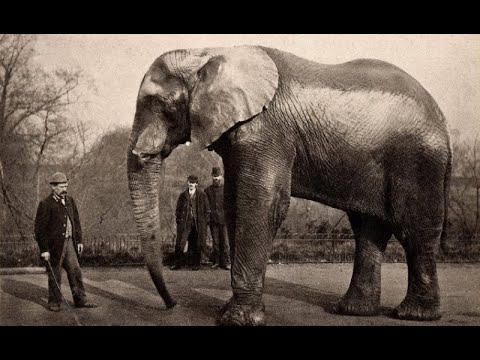 Jumbo the Elephant The Tragic End of a Circus Legend - YouTube