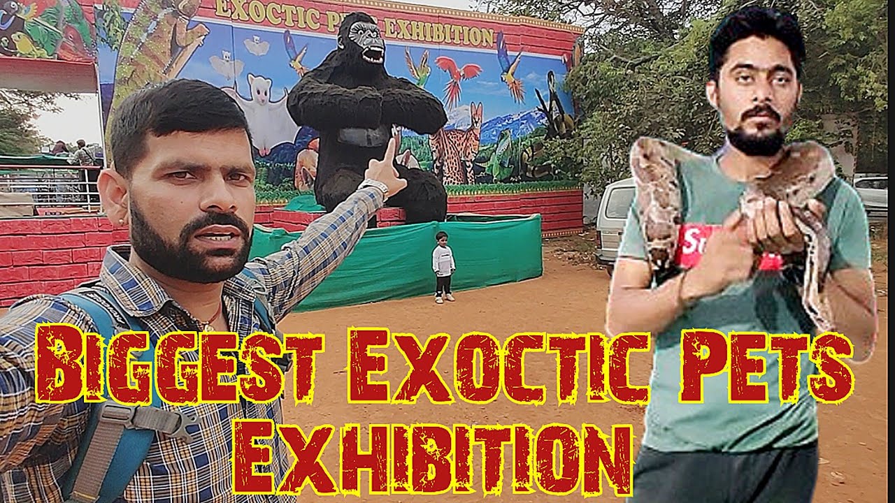 Biggest Exotic Pets Exhibition Exotic Pets Exhibition Shopping biggest-exotic-pets-exhibition-exotic-pets-exhibition-shopping