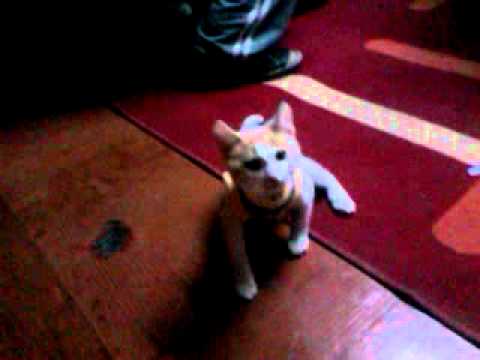 Gatito borracho - YouTube