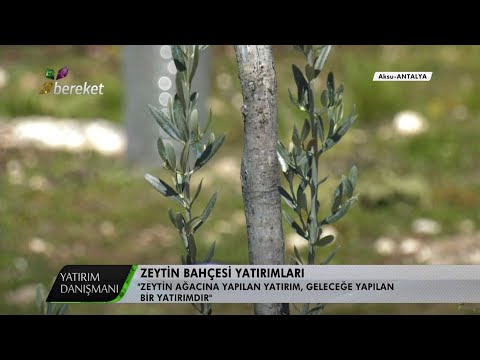Yatırım Danışmanı - Zeytin Bahçesi Yatırımları - 4.Bölüm