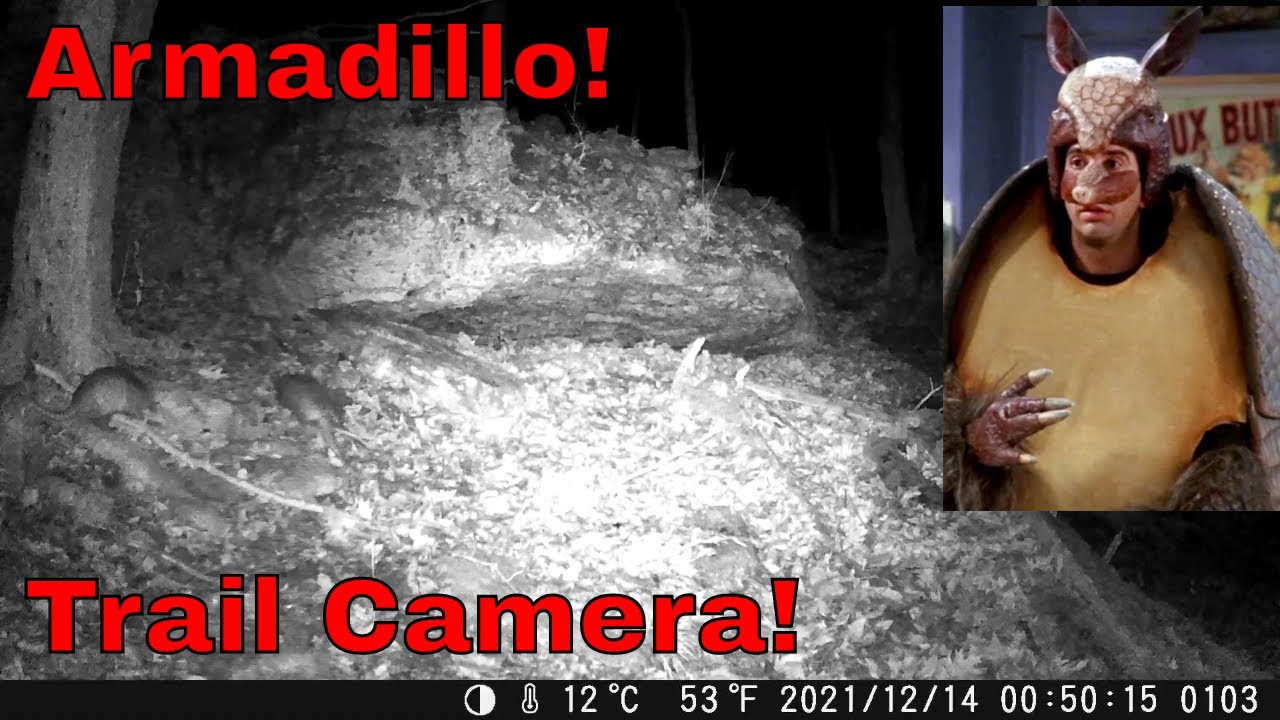 Armadillo Caught on Trail Camera! St Louis Missouri Armadillo Trail ...