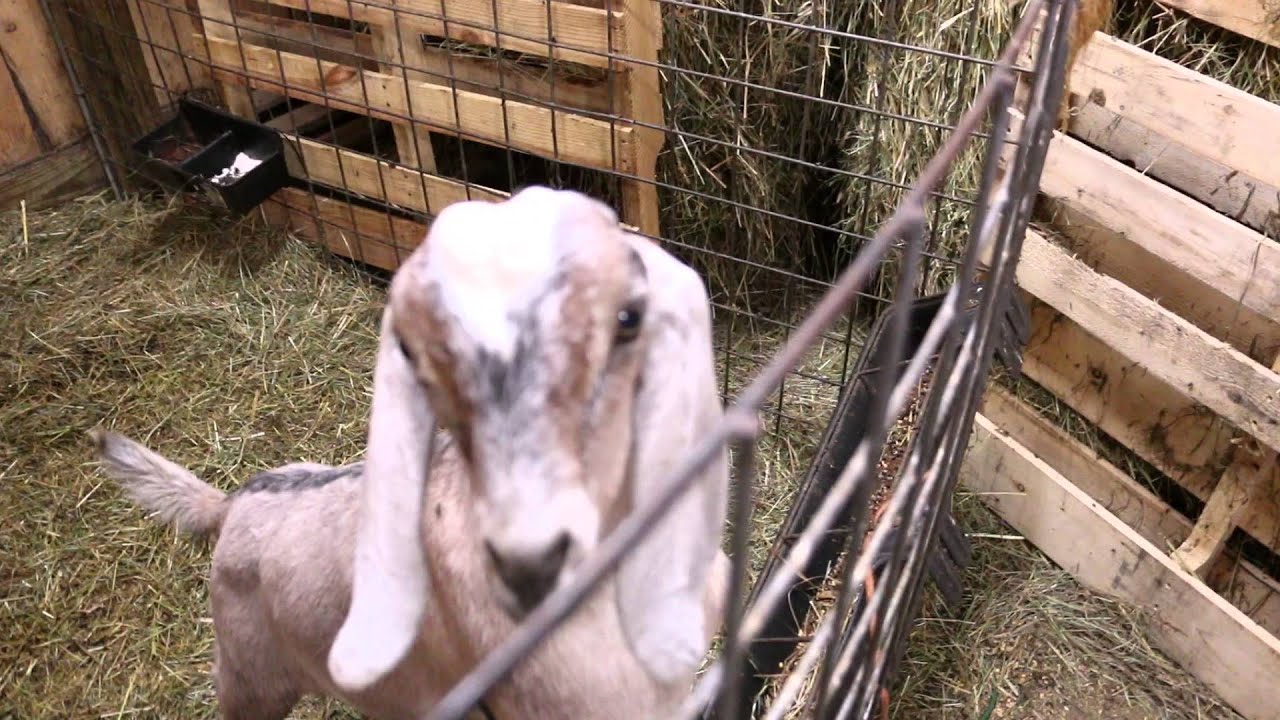 Don's Goat Rap - YouTube