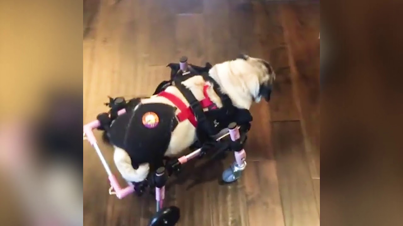 Bailey the Pug Takes First Steps in Wheelchair! - YouTube