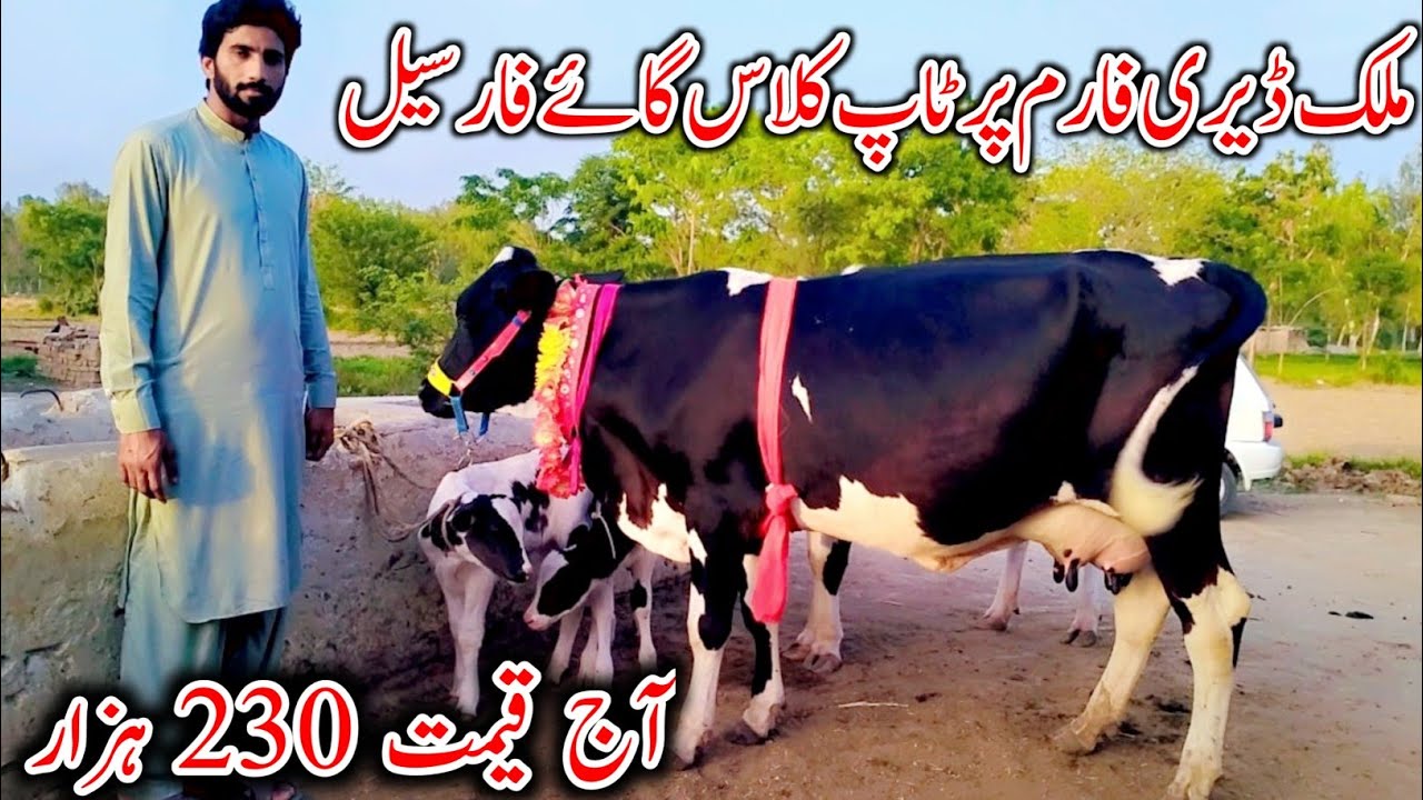 HF | Malik dairy farm par Top Class Cows For Sale | Australian Cows ...