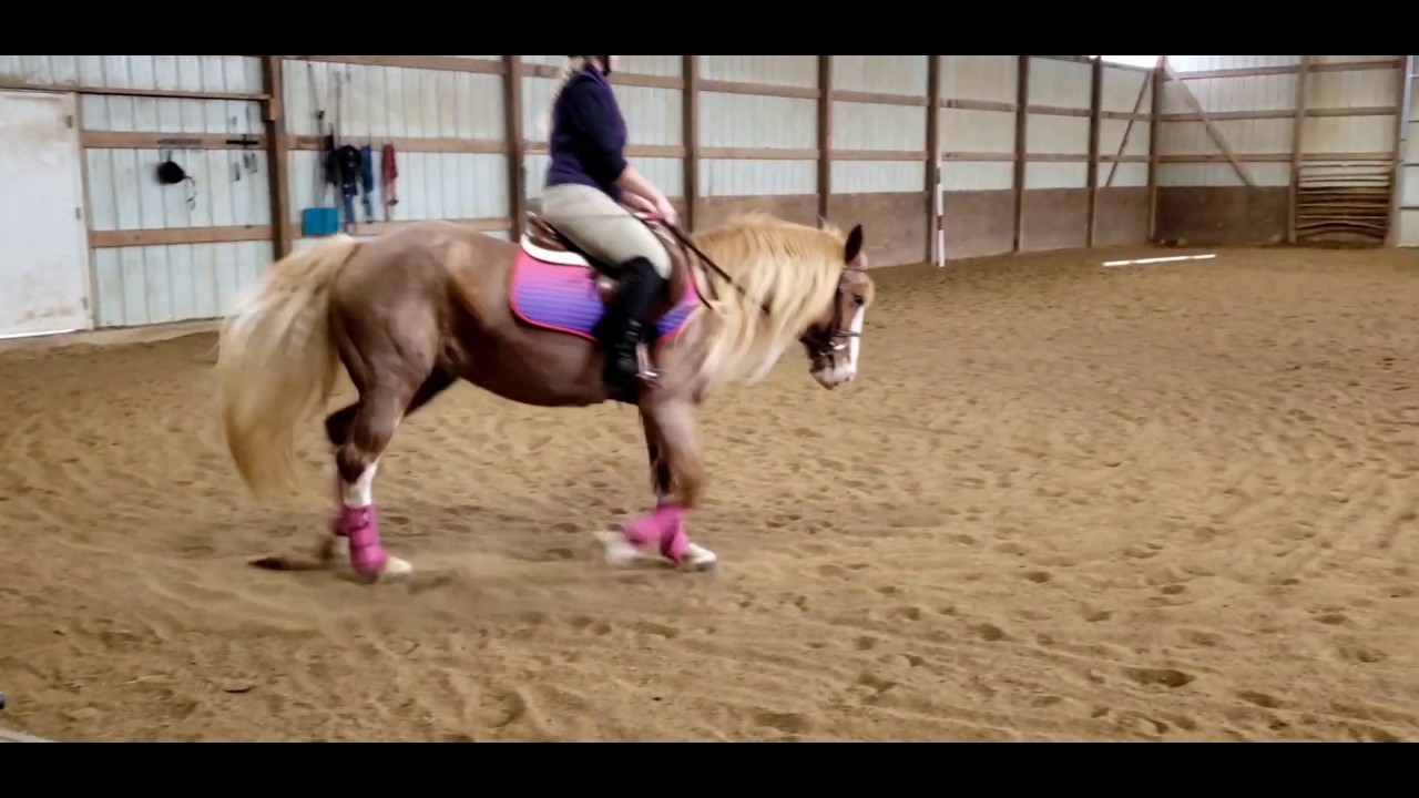 Ruby Rue with Jolene Krull - Open Dressage Maneuvers - ACMC April ...