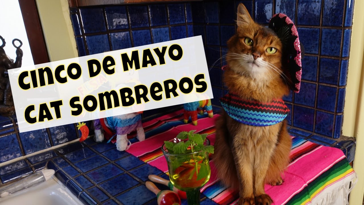 Cute Cat Tries on Sombreros for Cinco de Mayo! #cats #cincodemayo - YouTube