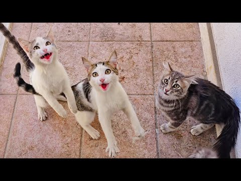 Yavru Kediler Açlıktan Ölüyormuş Gibi Ağlıyorlar… Ama Gerçek Başka.