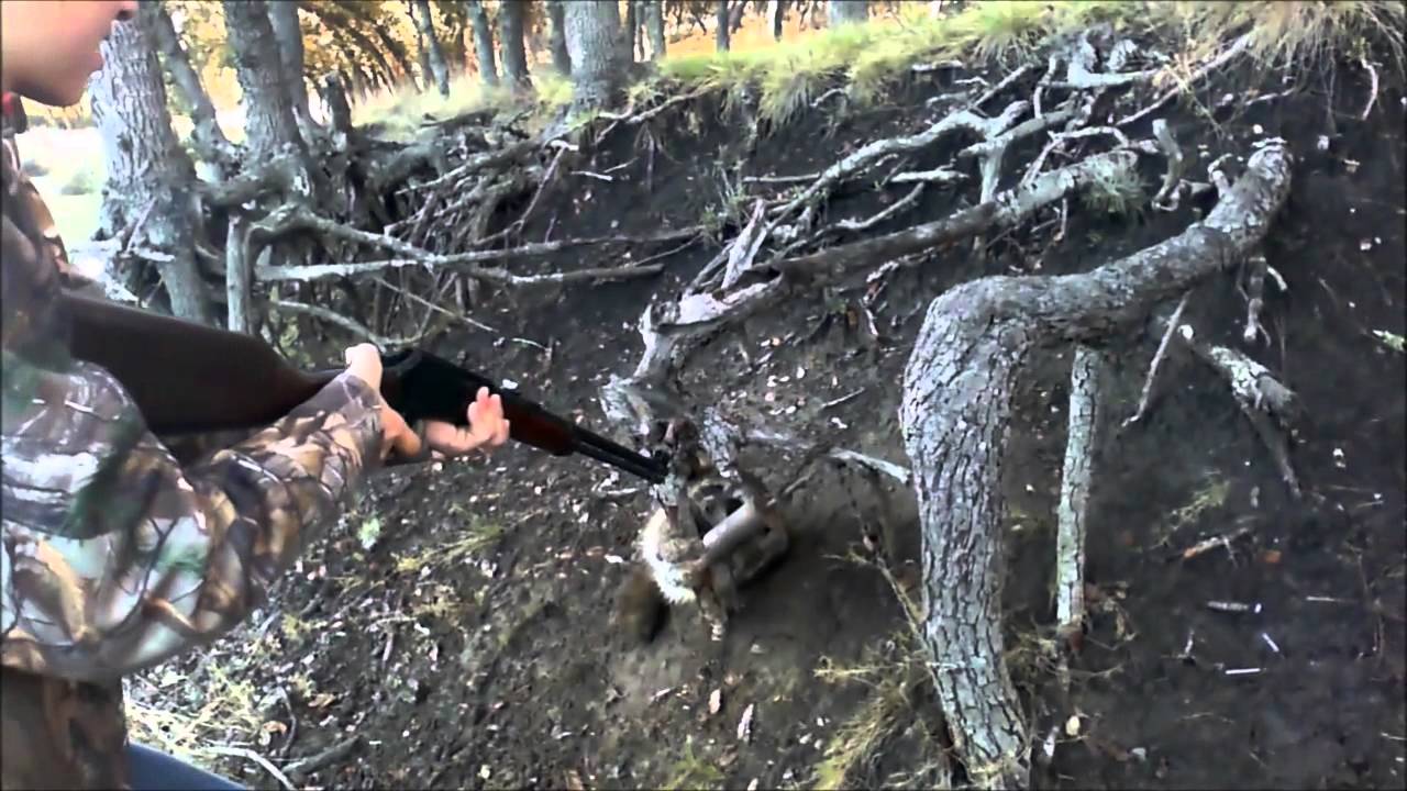 trapping raccoons - YouTube