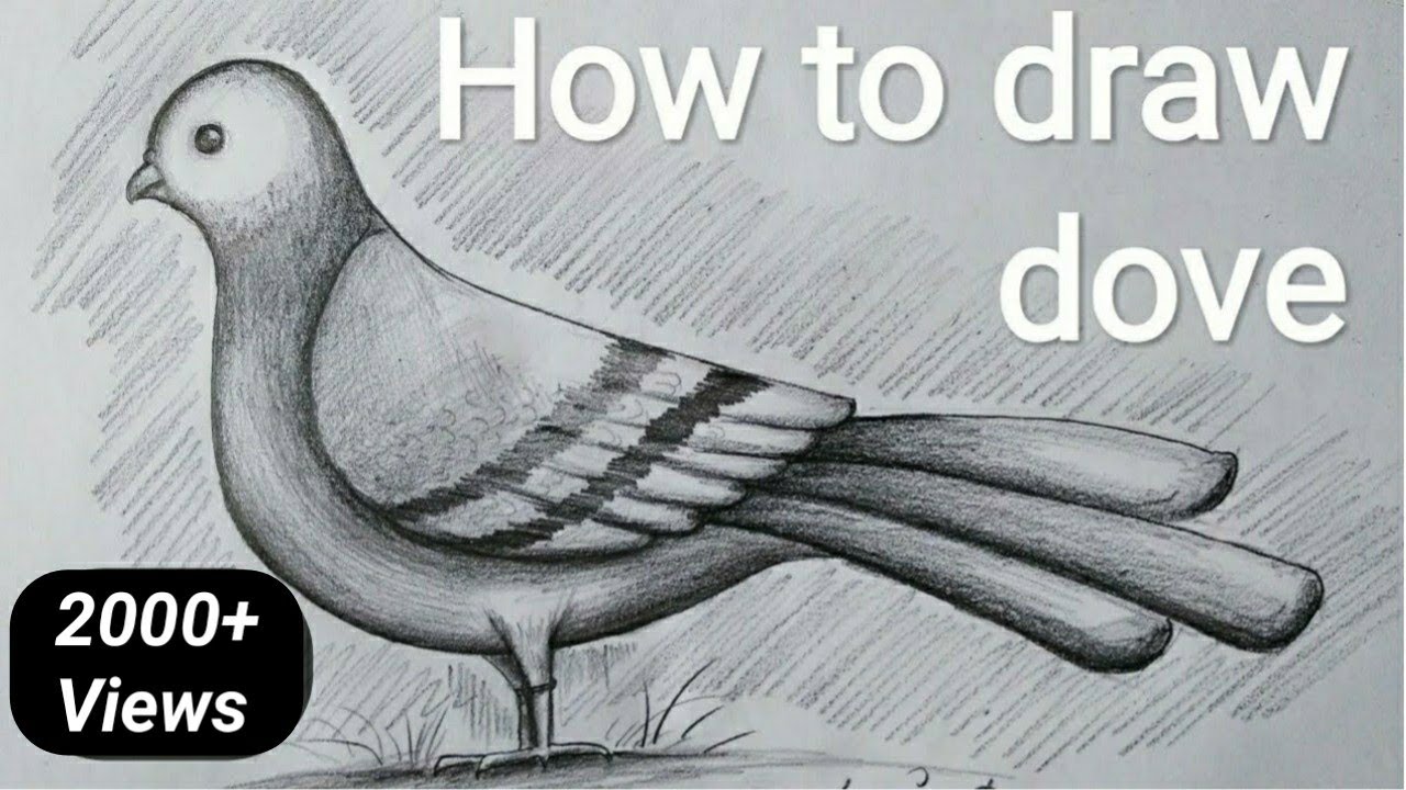 How to draw a dove with pencil shade | dove drawing | beginners | step ...