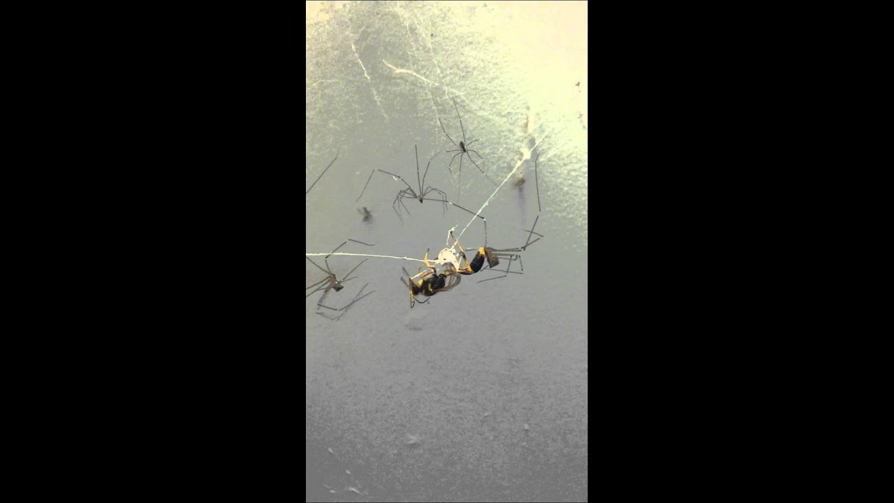 Unbelievable spider pack working together for the kill. - YouTube