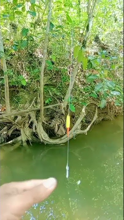 cara mancing ikan wader - YouTube