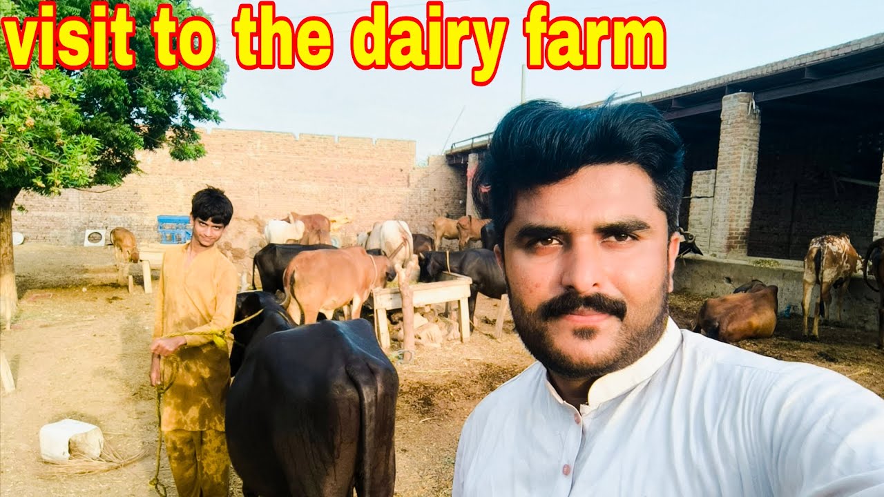 Visit a Dairy Farm: Fun Facts and Family Activities #cow - YouTube