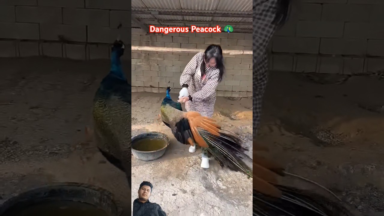 Dangerous Peacock 🦚 safety farms #birds #peacock #cute #love #nature # ...