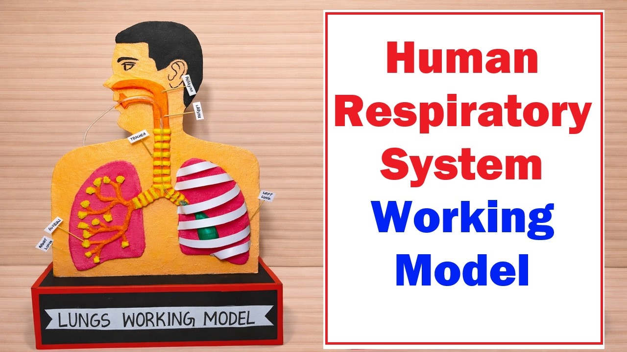 lungs working model - respiratory system working model explanation in ...
