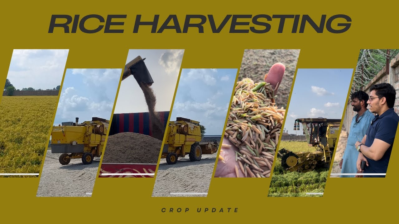 Rice Harvest: Revealing Our Yield & Introducing the New Crop Manager ...