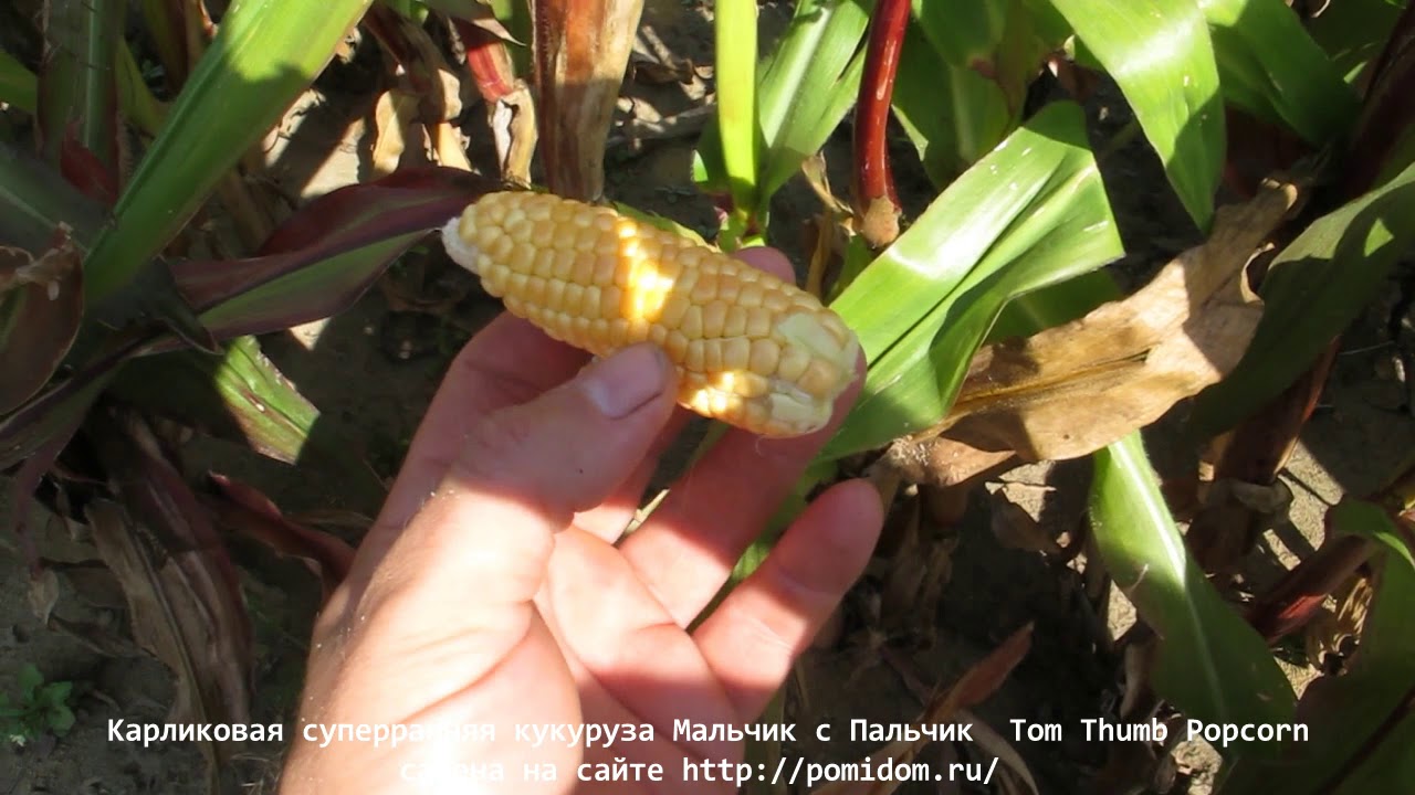 Кукуруза Мальчик с Пальчик Tom Thumb Popcorn - YouTube