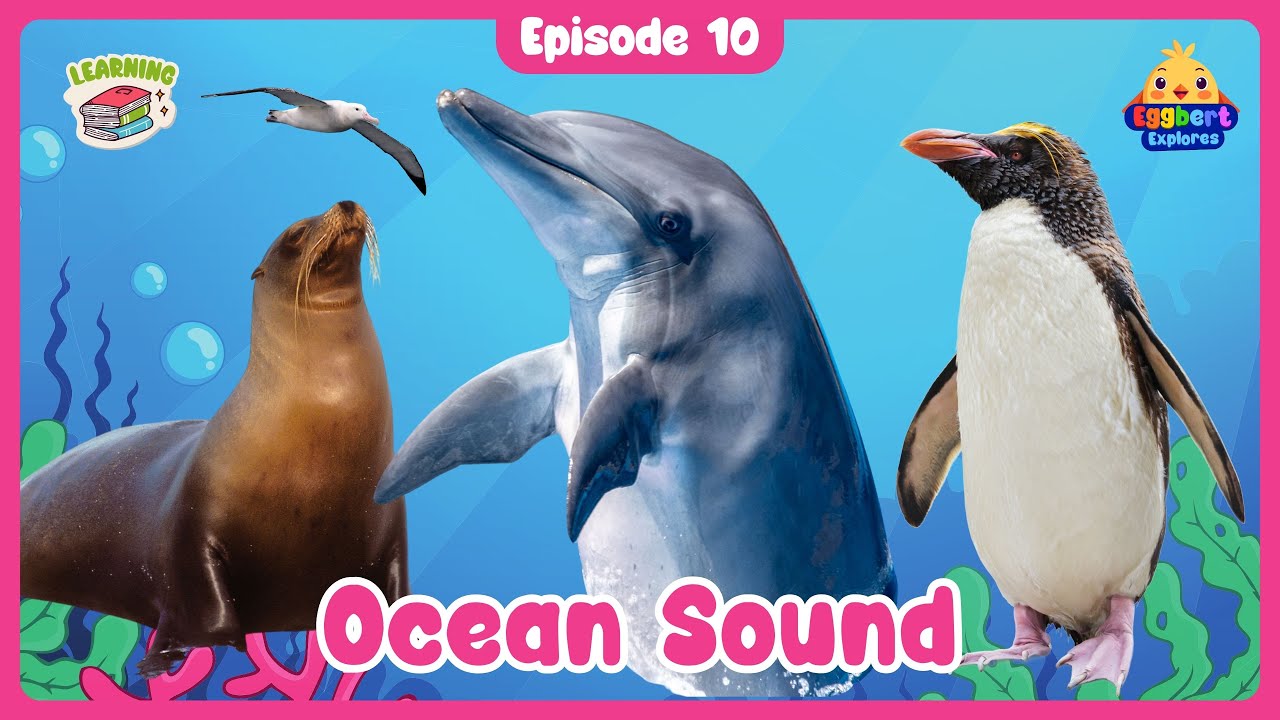 Ocean Sound Adventure 🎶 Guess Dolphin, Penguin, & Sea Lion | Fun Ocean ...
