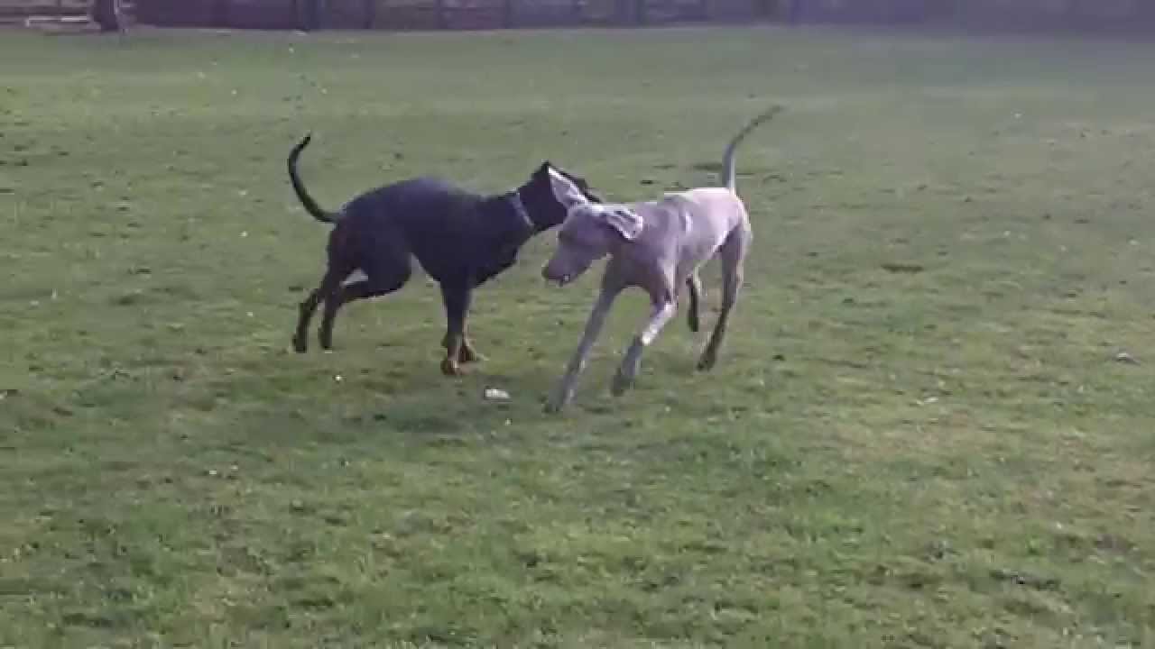 Doberman Dexter meets Weimaraner Sebastian. - YouTube