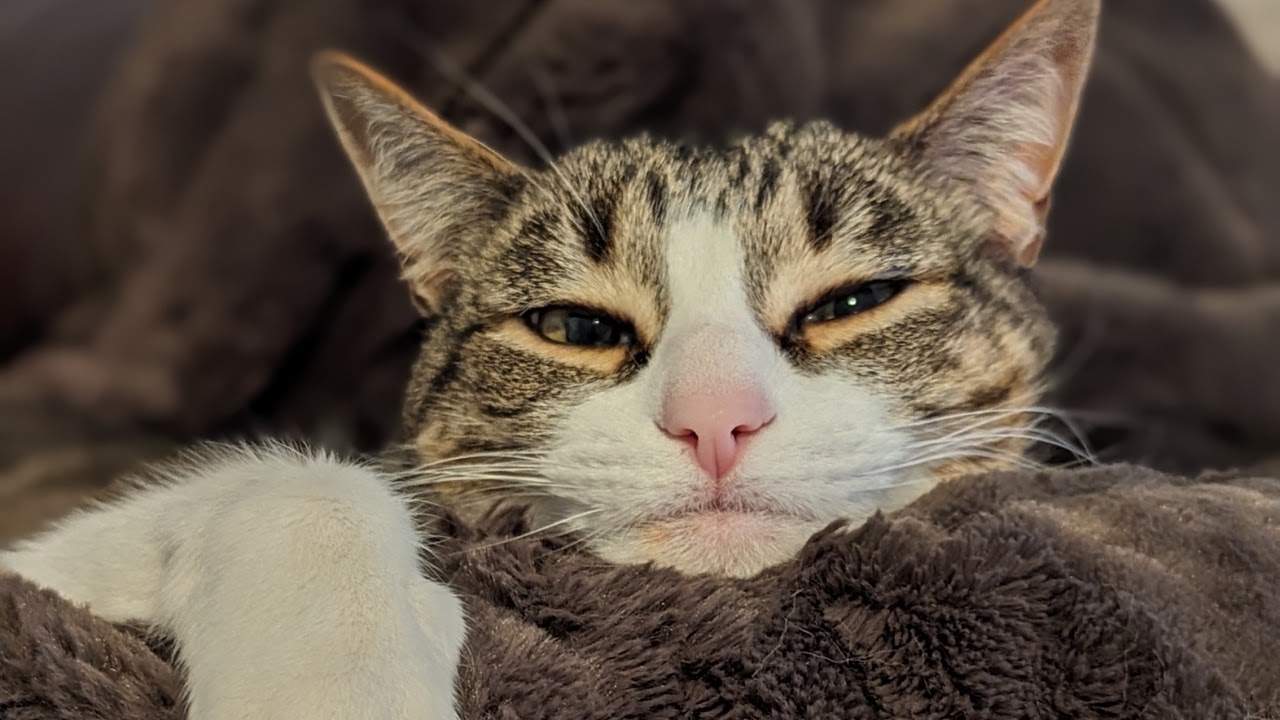 My Cat Charlie Live Stream - YouTube