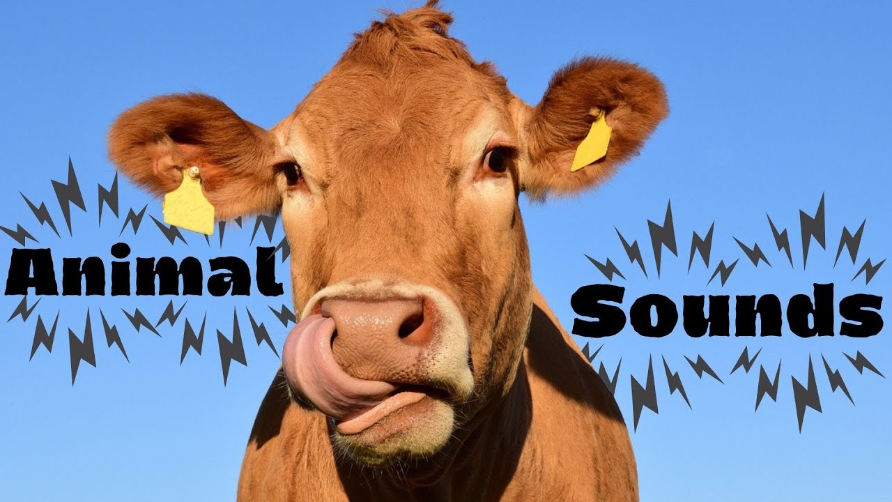 Animal Sounds for Children (20 Amazing Animals) - YouTube