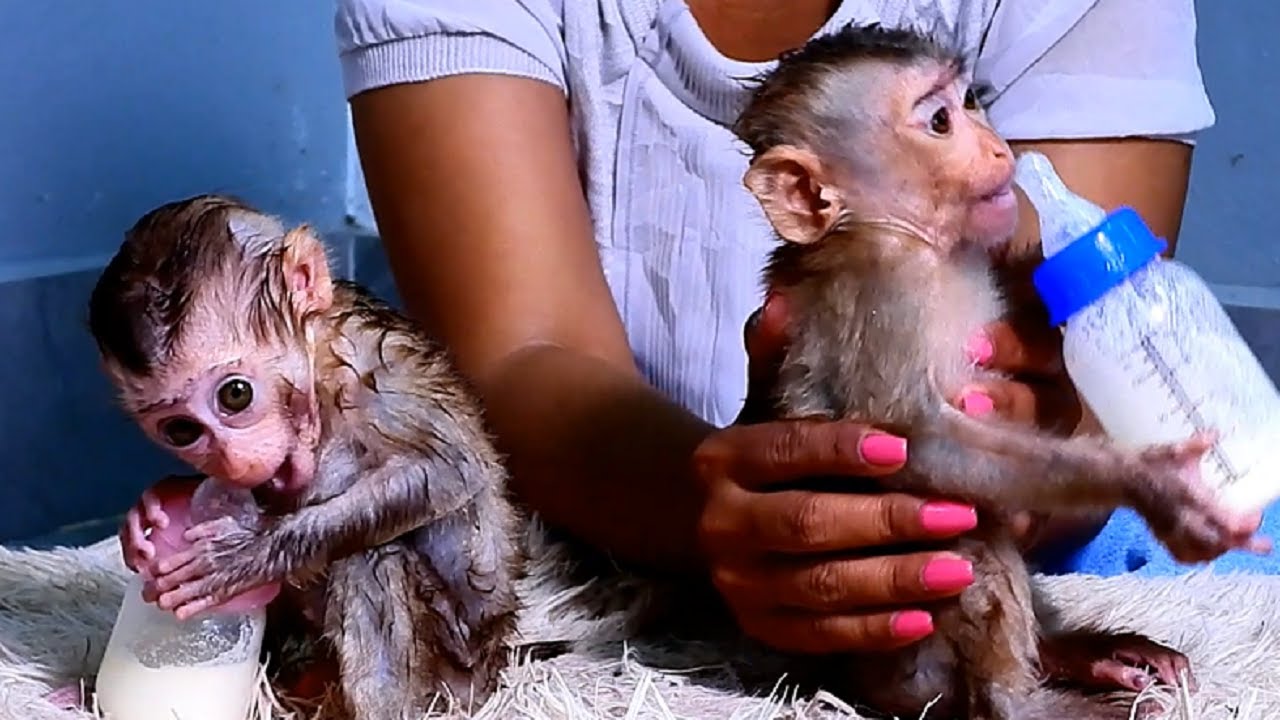 Hmmm, look at how cute and compassionate the kids, Vicky and Charlie ...