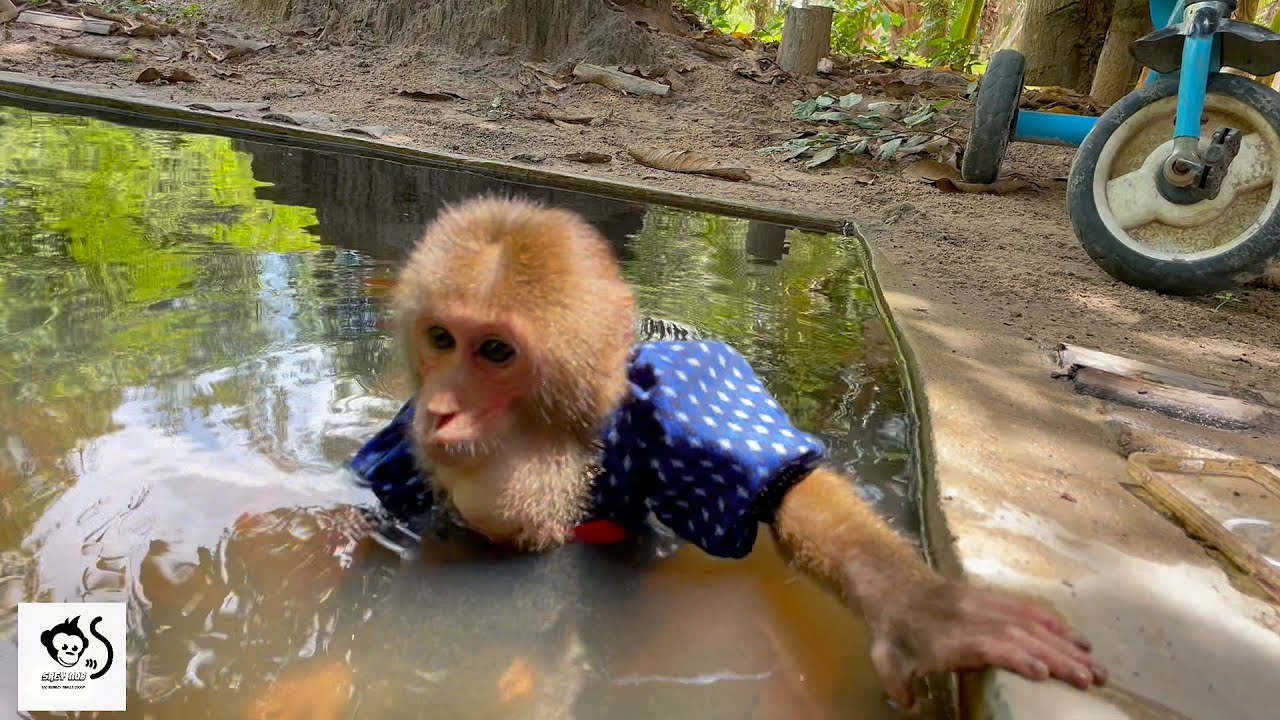 The monkey will be a monkey too, likes toplay in the water,look, they ...