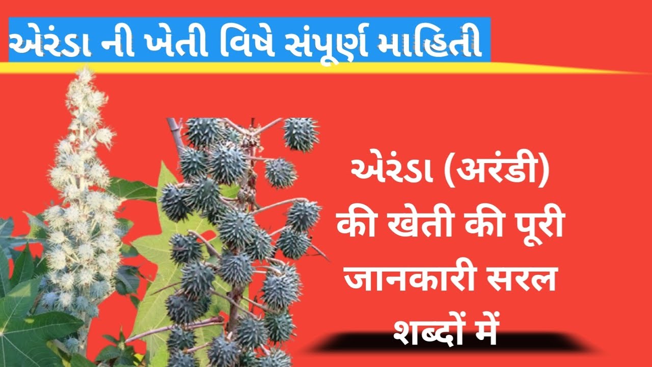 अरंडी की खेती केसे होती हे || એરંડા ની ખેતી વિષે સંપૂર્ણ માહિતી ...