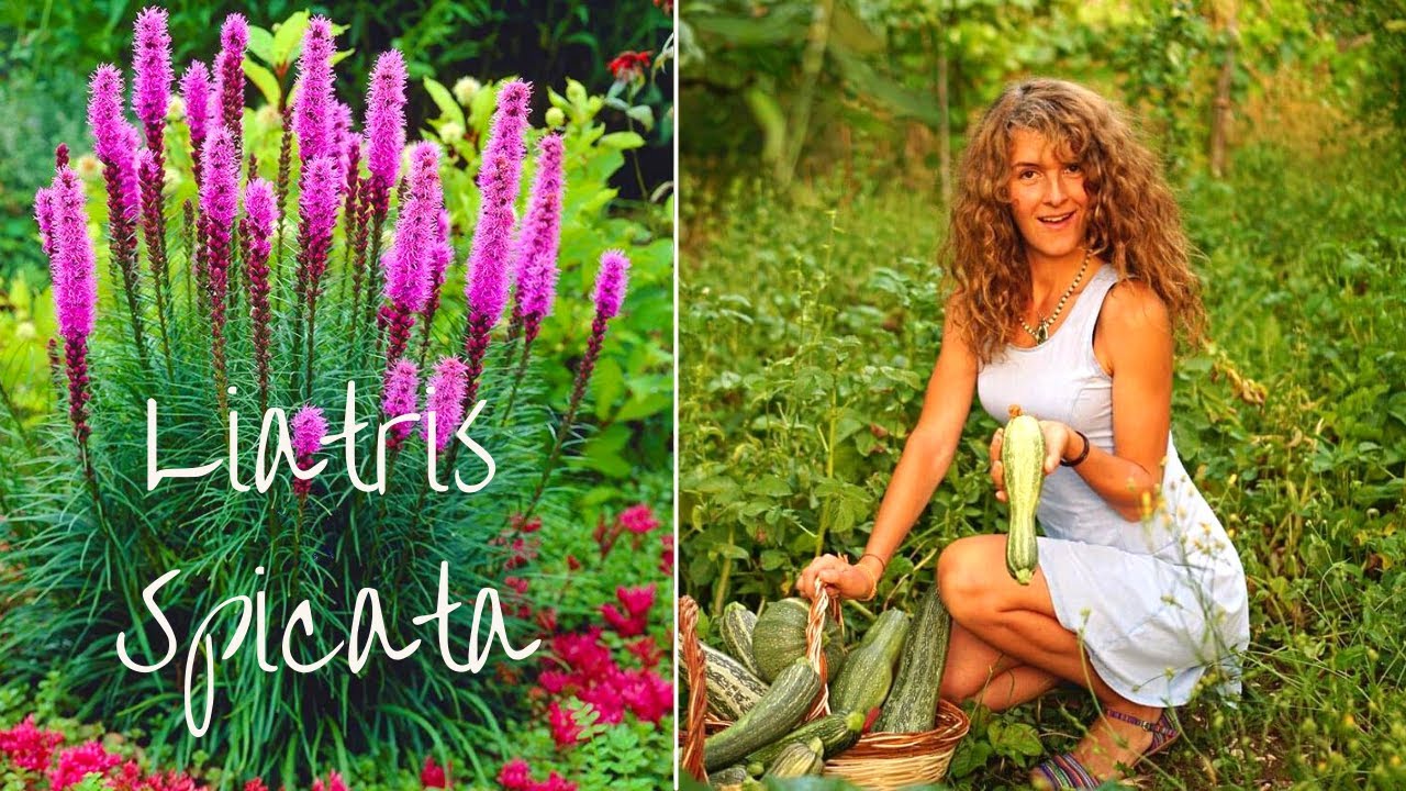Ya beauty!! Planting Liatris Spicata bulbs for a summer bloom! - YouTube