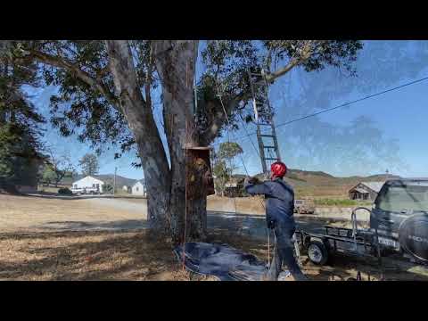 Restoring apian networks
