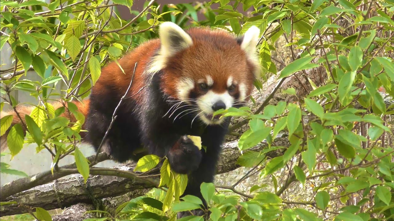 レッサーパンダ れいかちゃん リンゴを探して歩き回ります【東山動物園】Red panda Reika-chan Higashiyama Zoo ...