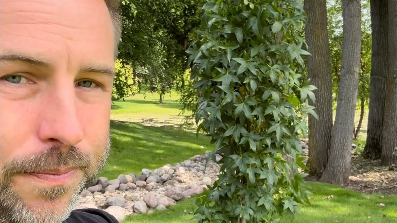 Why is this tree here? - YouTube