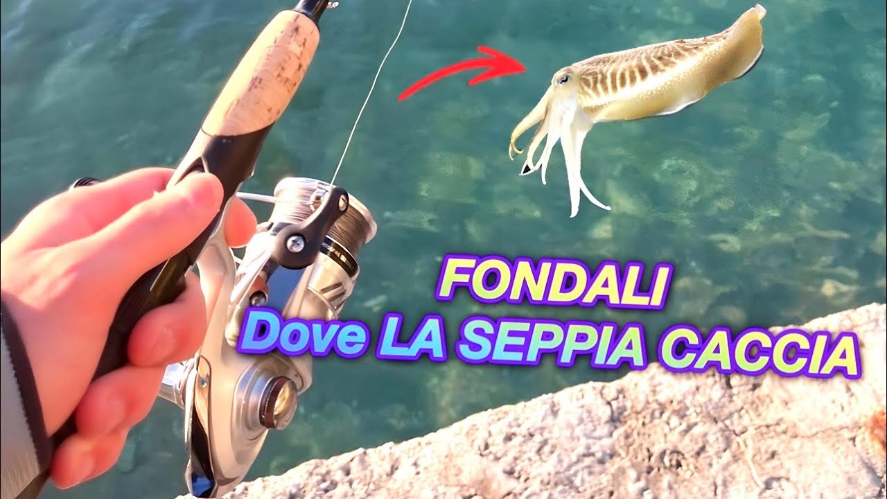 Tipi di FONDALI dove la SEPPIA caccia - YouTube