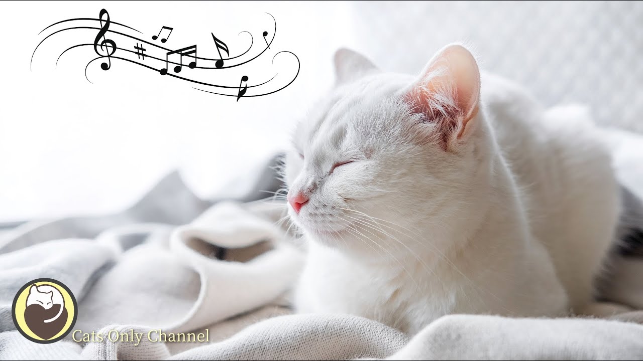 Relaxing Music for Cats - Harp Music that Gives Comfort to Cats - YouTube