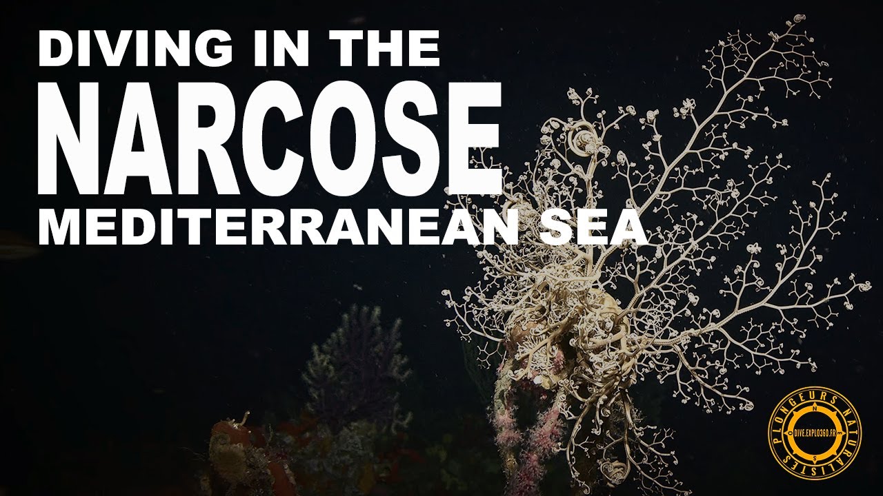 Plongée sur un sec : Narcose, octobre 2022 #DiveExplo360 - YouTube