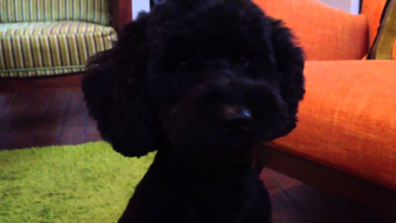 Black poodle talking - YouTube